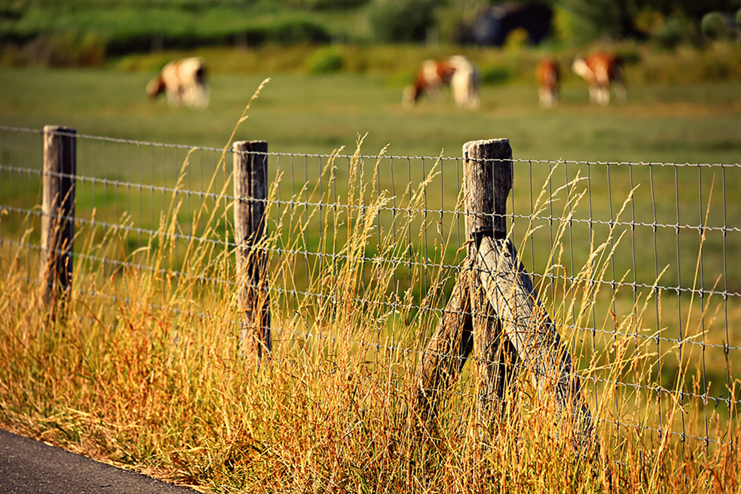 Rural Fencing Samford Valley